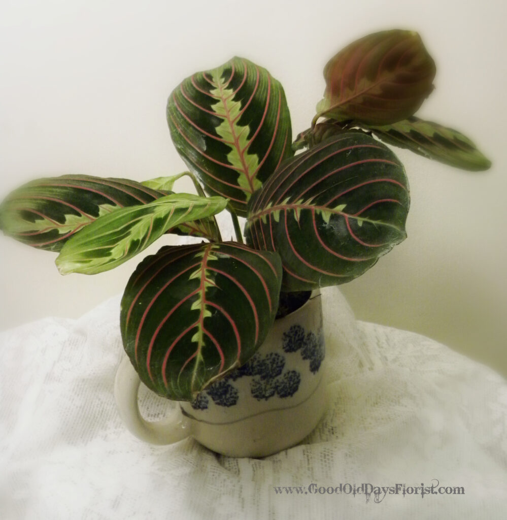 Prayers Plant - Good Old Days Florist - The Eco Florist Prayers Plant