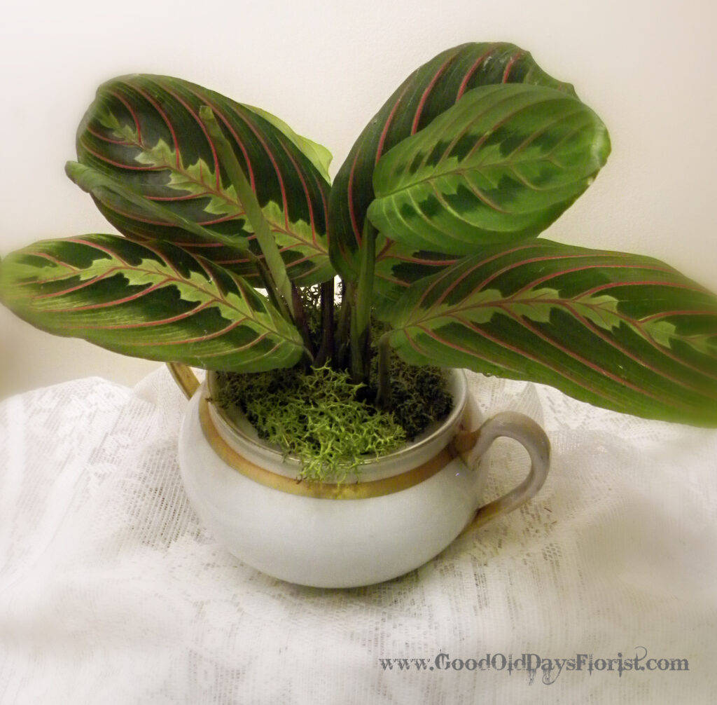 Prayers Plant - Good Old Days Florist - The Eco Florist Prayers Plant